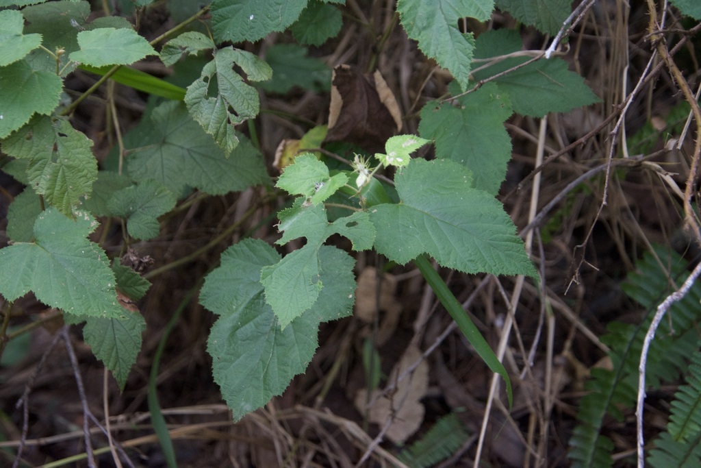 Molucca Bramble from Gold Coast QLD, Australia on January 30, 2024 at ...