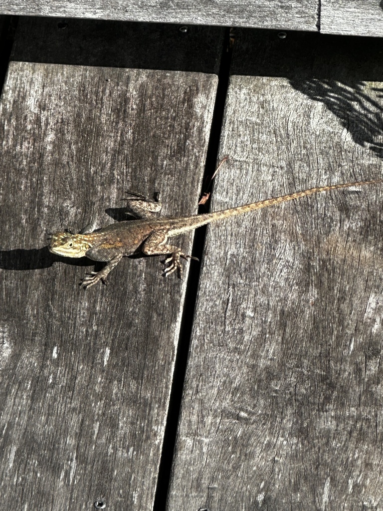Peters's Rock Agama from Florida Gulf Coast University, Fort Myers, FL ...