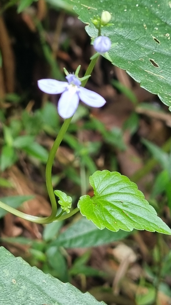 forest lobelia from JW6R+84 Border Ranges National Park, Gradys Creek ...