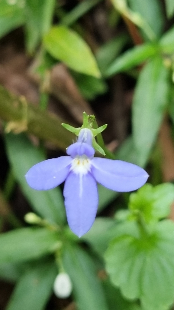 forest lobelia from JW6R+84 Border Ranges National Park, Gradys Creek ...