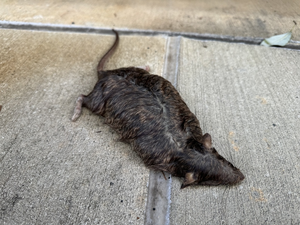 Brown Rat from Grant Park, Atlanta, GA, US on February 5, 2024 at 04:14 ...
