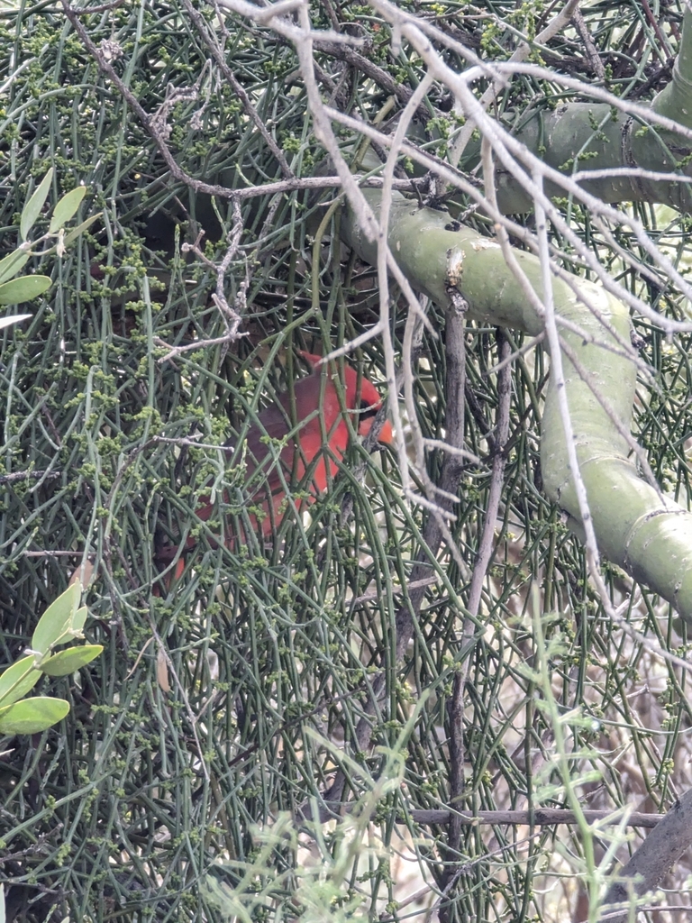 Northern Cardinal from Tucson, AZ 85743, USA on February 5, 2024 at 01: ...