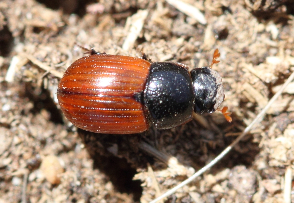 Aphodius from Karadağ/Karaman Merkez/Karaman, Türkiye on April 5, 2014 ...