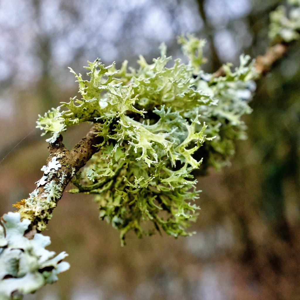 Oakmoss from Strand Way, Reading, England, GB on 05 February, 2024 at ...