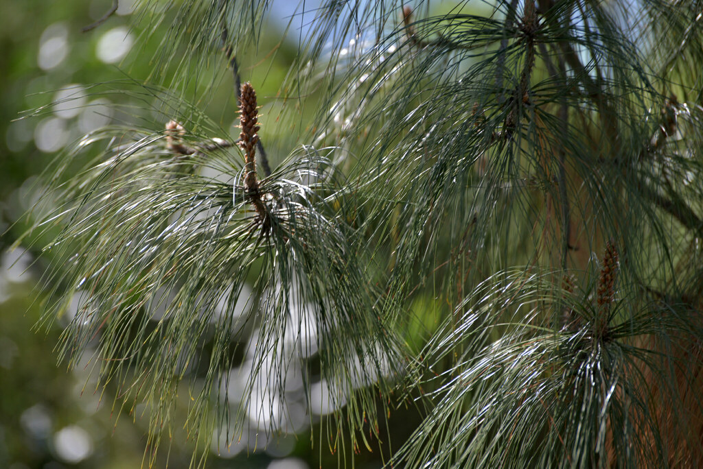 Montezuma pine from Bosque de Chapultepec II Secc, 11100 Ciudad de ...
