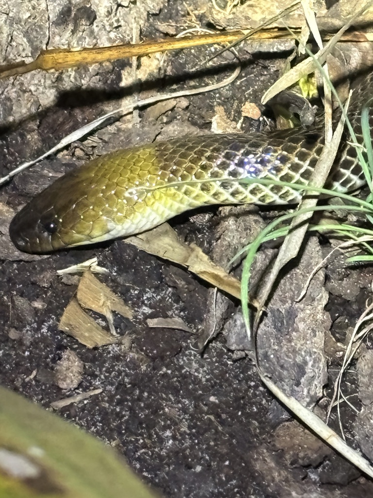 Grey-naped Snake from Kutini-Payamu (Iron Range) National Park (CYPAL ...