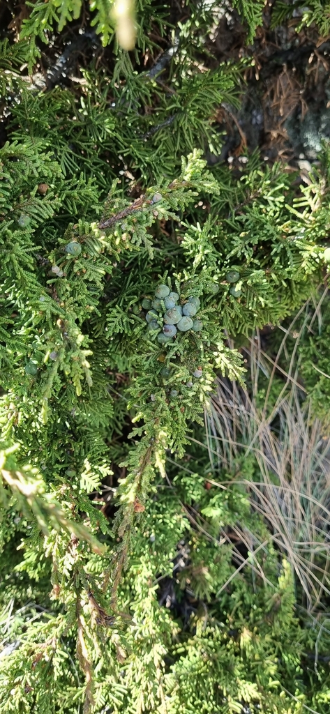 Mexican mountain juniper from Atzitzintla on February 2, 2024 at 02:26 ...