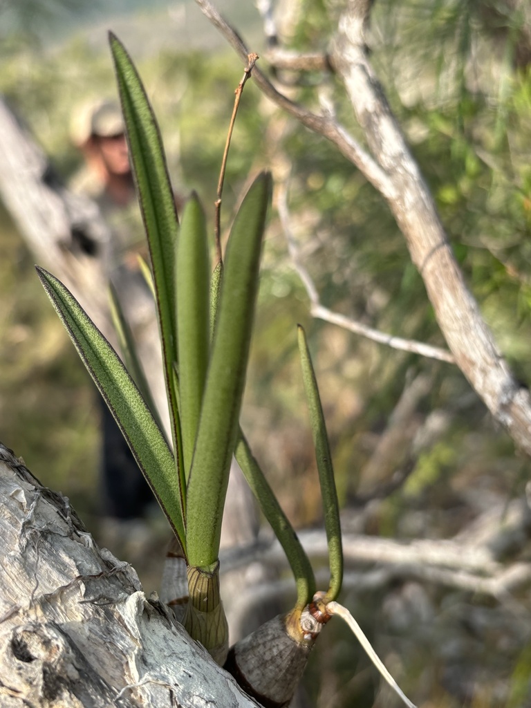 Brown tea tree orchid in February 2024 by Mick Drews · iNaturalist