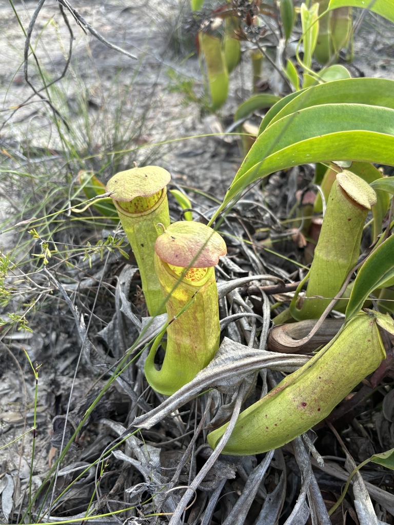 Common Swamp Pitcher-Plant from Kutini-Payamu (Iron Range) National ...