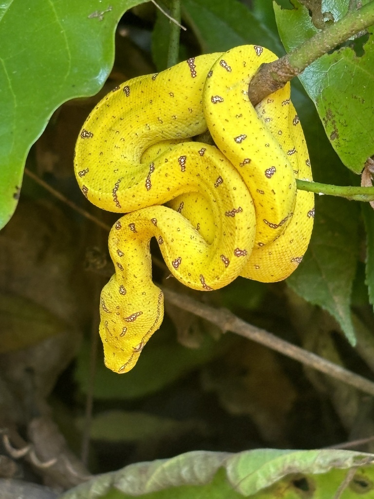Southern Green Python from Kutini-Payamu (Iron Range) National Park ...
