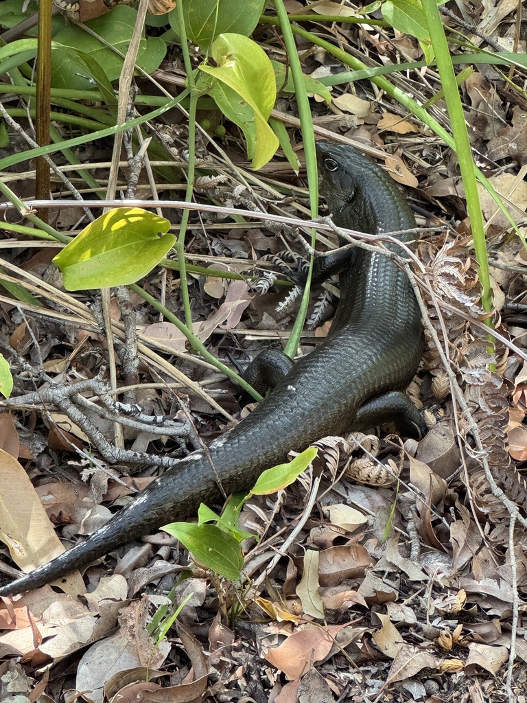 Land Mullet from Jagun Nature Reserve, Valla Beach, NSW, AU on February ...