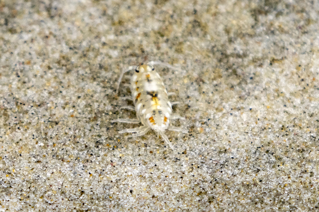 Rock Lice, Sea Slaters, and Allies from Cape Reinga 0484, New Zealand ...