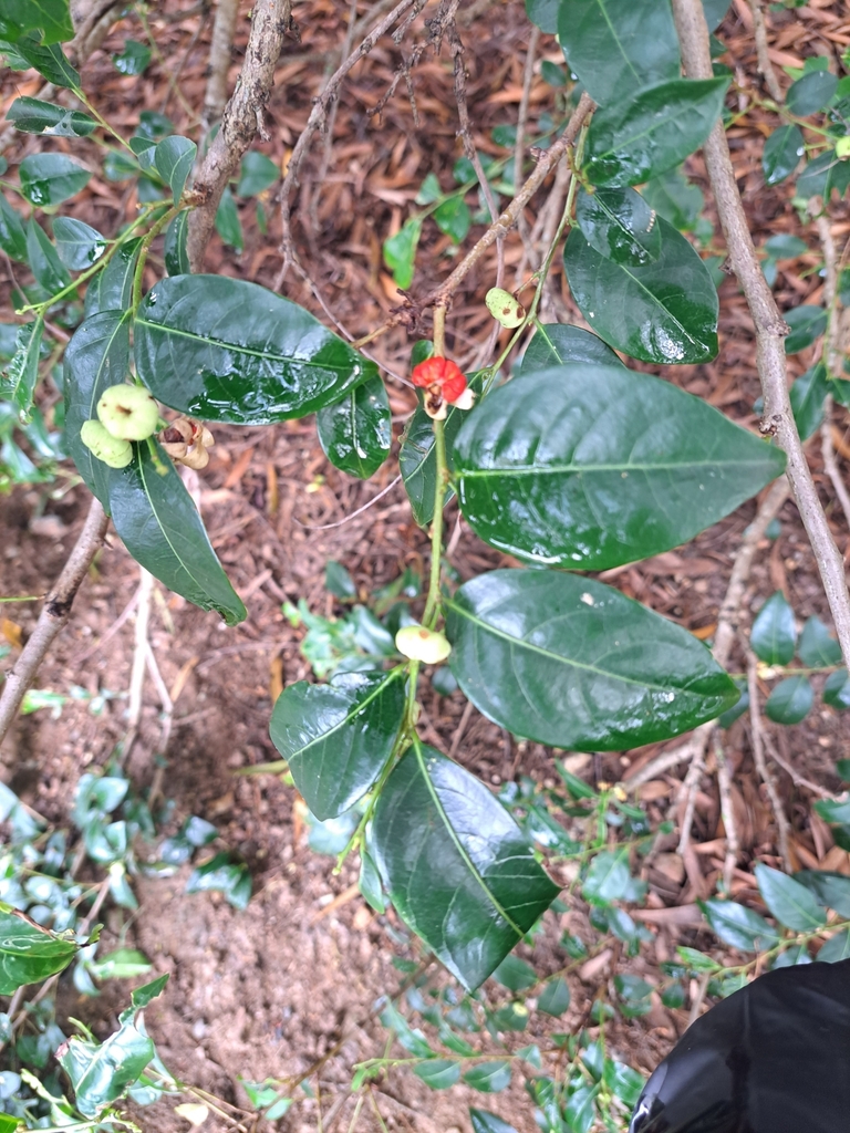 Cheese Tree from Old Cleveland Rd at Tollett Street, Chandler QLD 4155 ...