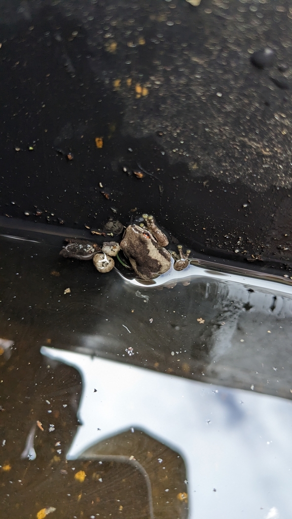 screaming tree frog from Cobargo NSW 2550, Australia on February 3 ...