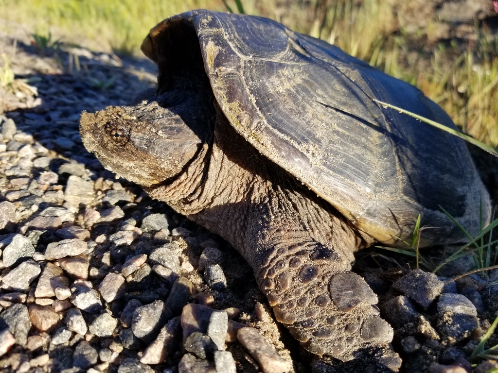 Common Snapping Turtle from Bat Lake Trail, Highway 60 at km 30.0 ...
