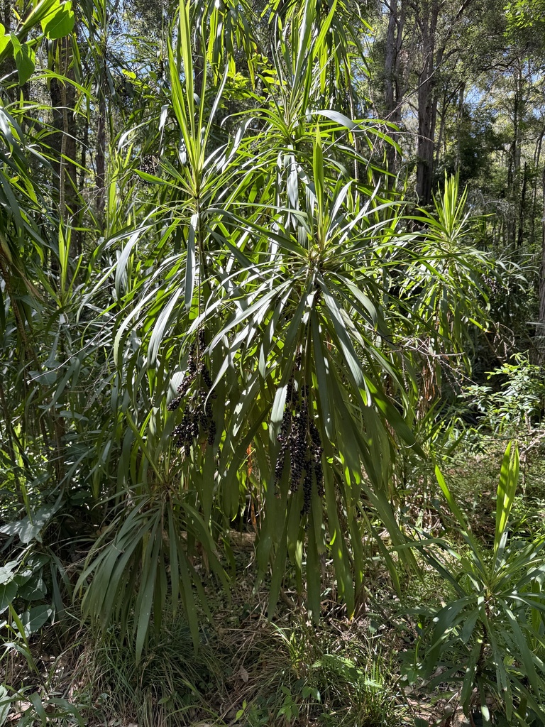 Slender Palm Lily from Jagun Nature Reserve, Valla Beach, NSW, AU on February 6, 2024 at 10:09 ...