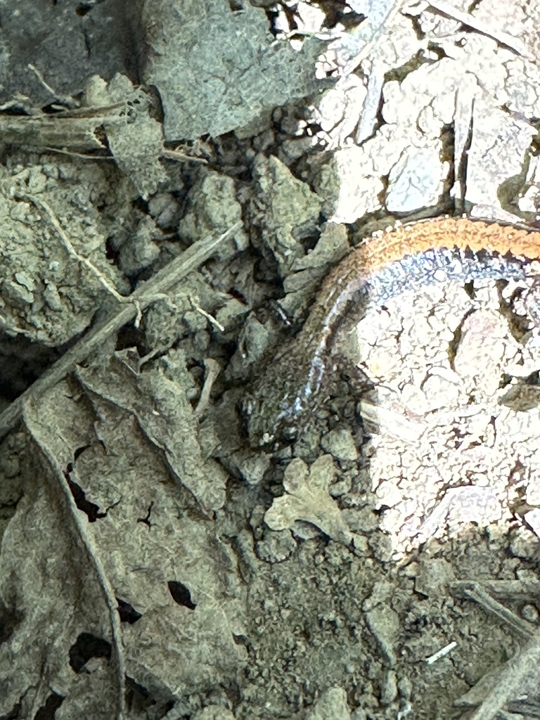 Eastern Red-backed Salamander from Shenandoah National Park, Crozet, VA ...