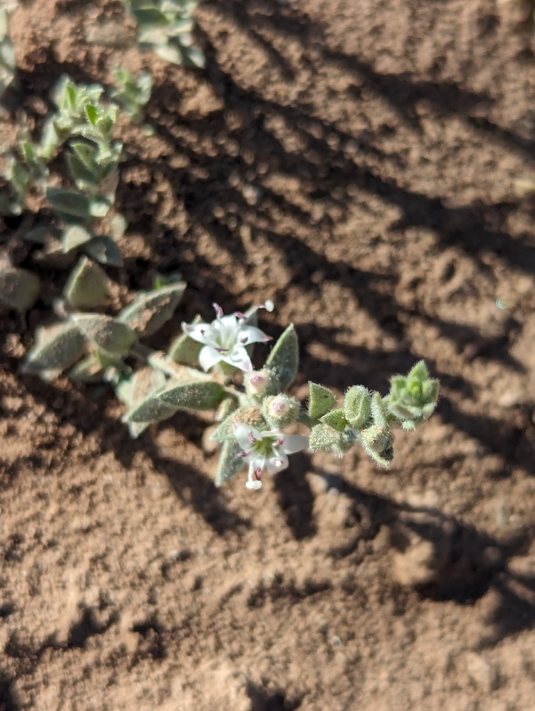 Alkali Weed from 23894 BCS, Mexico on February 3, 2024 at 02:51 PM by ...