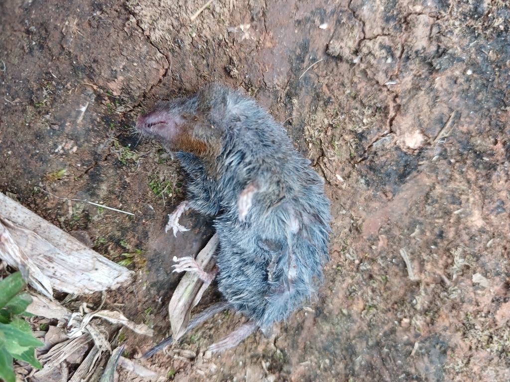 North American Least Shrew from Piedades Norte, Provincia de Alajuela ...