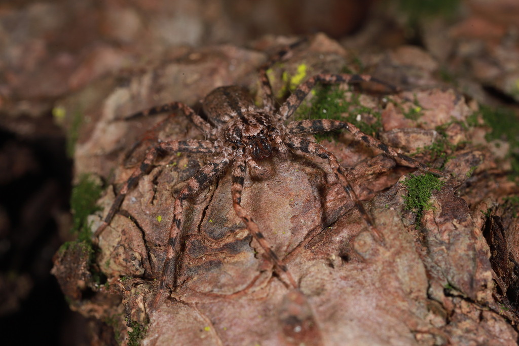 Crescent-eyed Spiders from West Palm Beach, FL, USA on February 3, 2024 ...