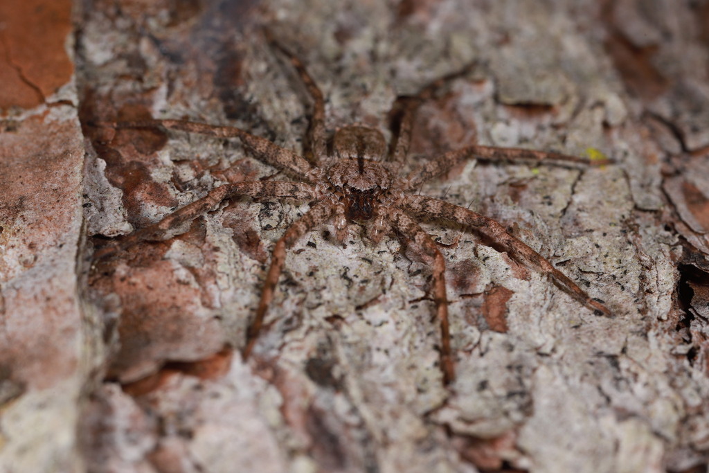 Crescent-eyed Spiders from West Palm Beach, FL, USA on February 3, 2024 ...