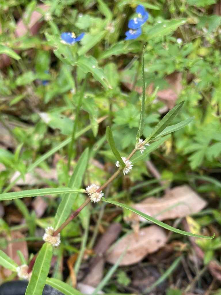 Lesser Joyweed from Hull Rd, West Pennant Hills, NSW, AU on February 6 ...
