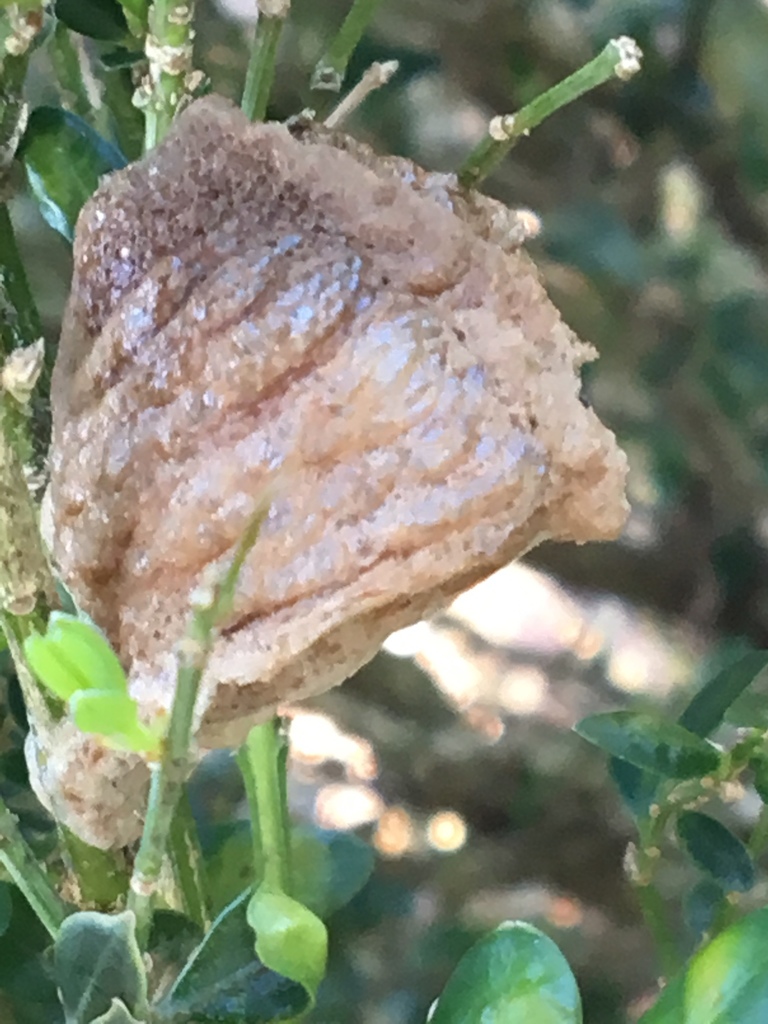 Chinese Mantis in April 2019 by artifore · iNaturalist