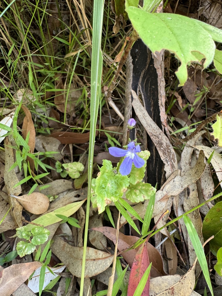 forest lobelia from Jagun Nature Reserve, Valla Beach, NSW, AU on ...