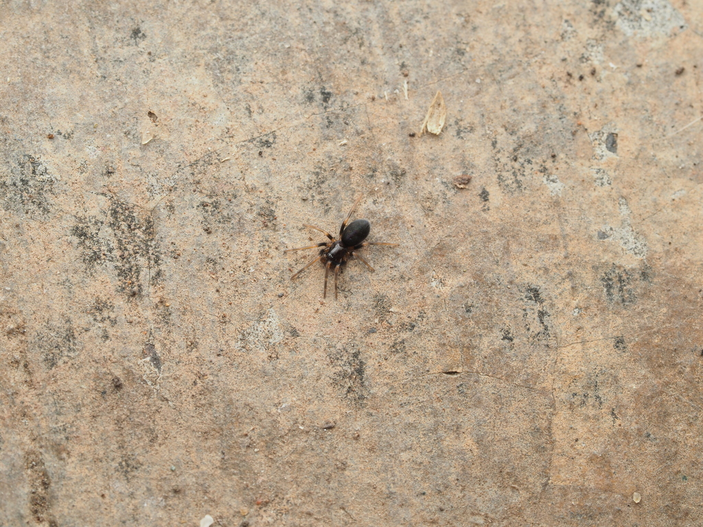 RTA Clade Spiders from 6JFG+3WM, Dadadahalli, Karnataka 570008, India ...