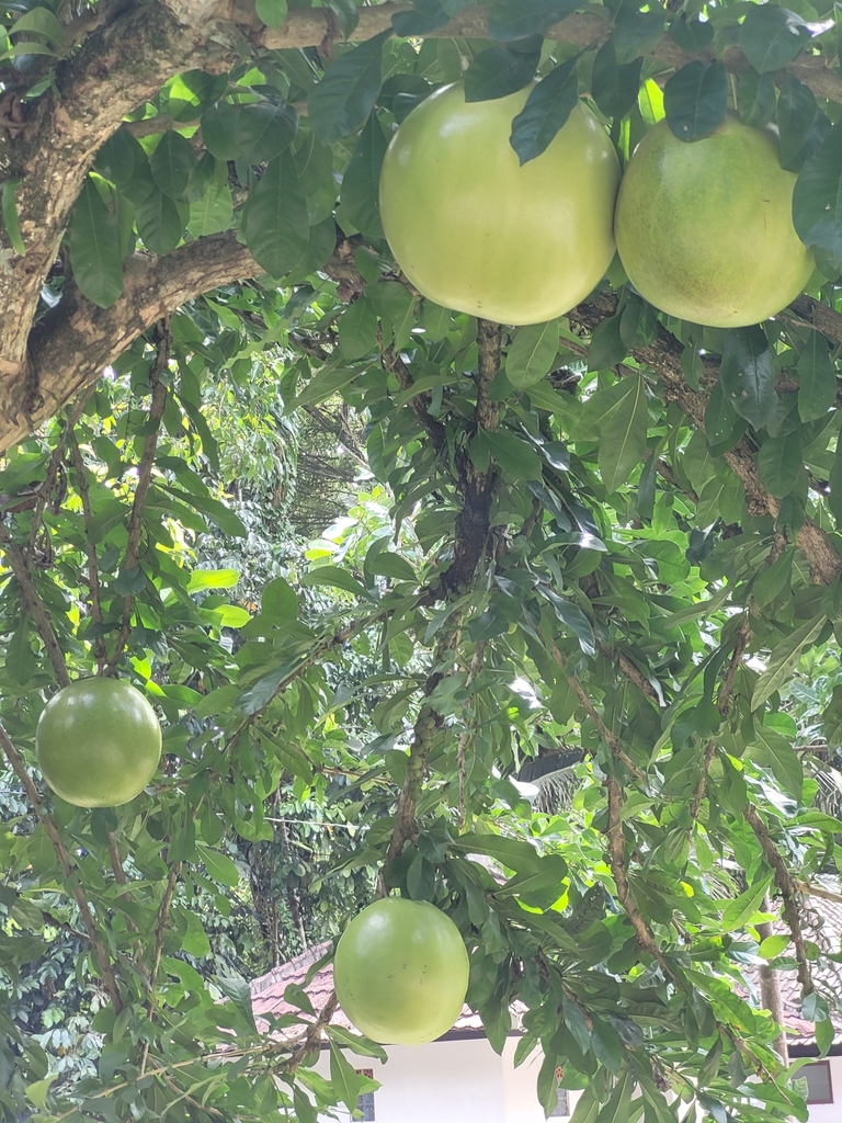 Calabash Tree from H8M8+P3H, Manukaya, Tampaksiring, Gianyar Regency ...