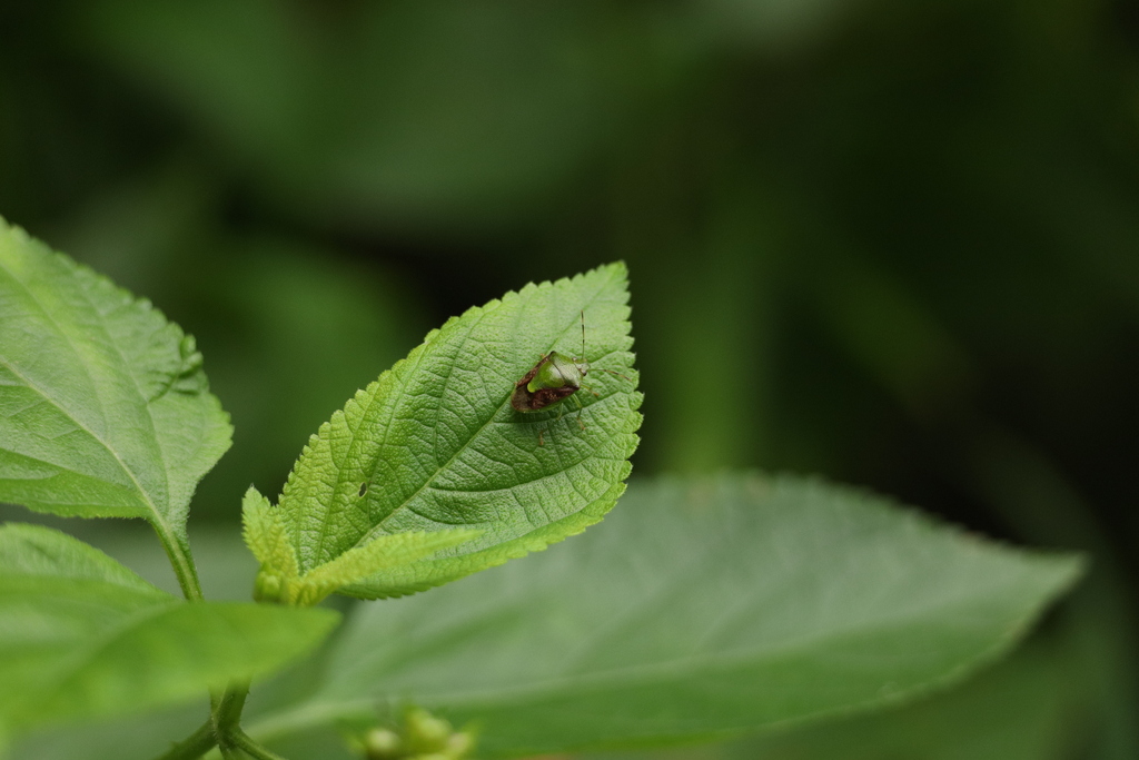 Plautia crossota in August 2023 by Chiu Yuhang · iNaturalist
