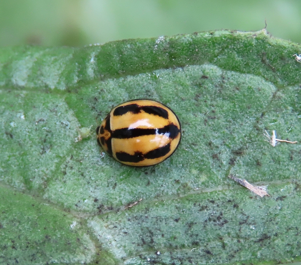 Black-spotted Lady Beetles from Wallaga Lake NSW 2546, Australia on ...