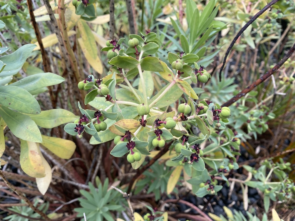 Shore Spurge from Otago Harbour, Otago, NZ on January 14, 2024 at 01:51 ...