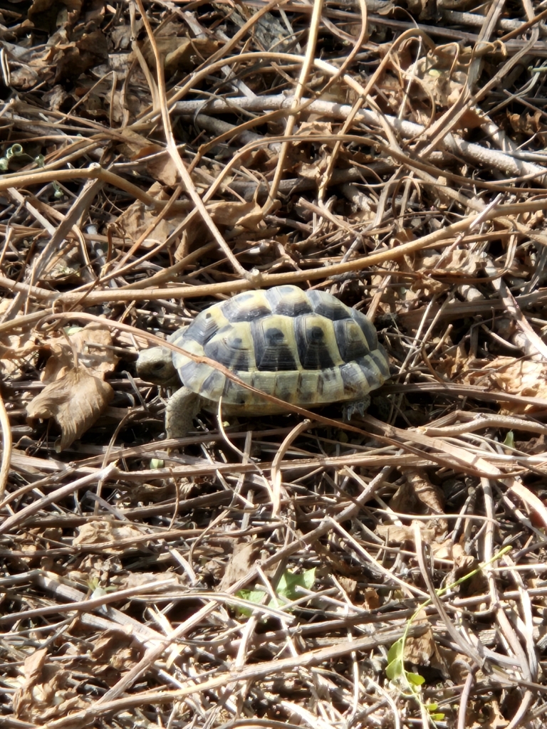 Tortoises from 3684+76F - Jumeirah Village - Dubai - United Arab ...