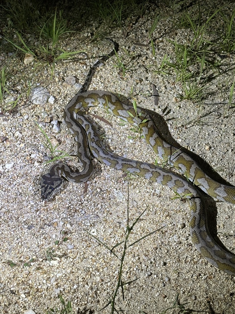 Carpet Python from Kutini-Payamu (Iron Range) National Park (CYPAL ...