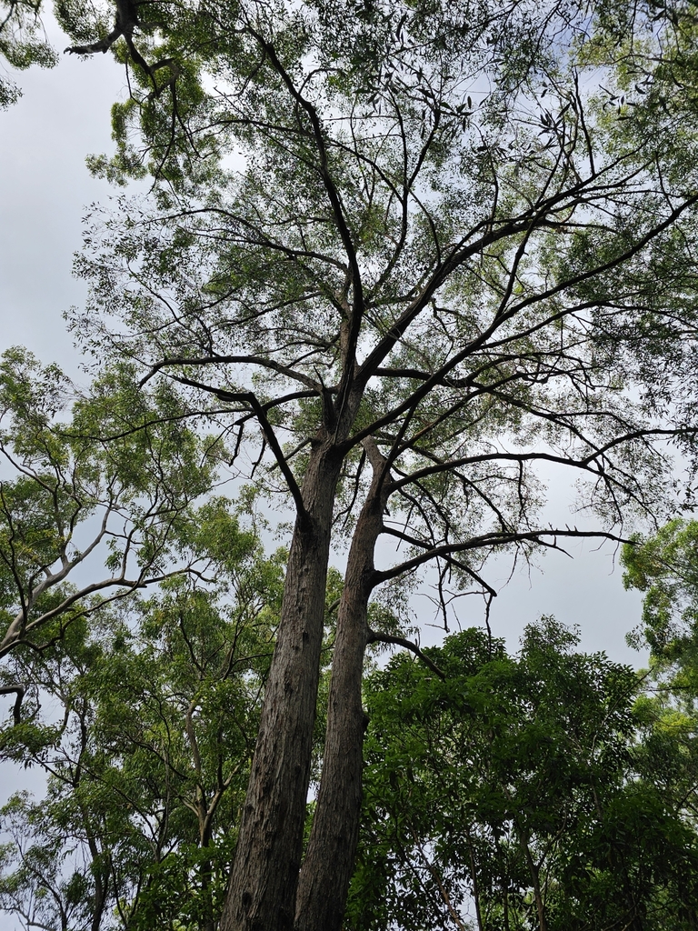 Tindal's stringybark from Advancetown QLD 4211, Australia on February 6 ...
