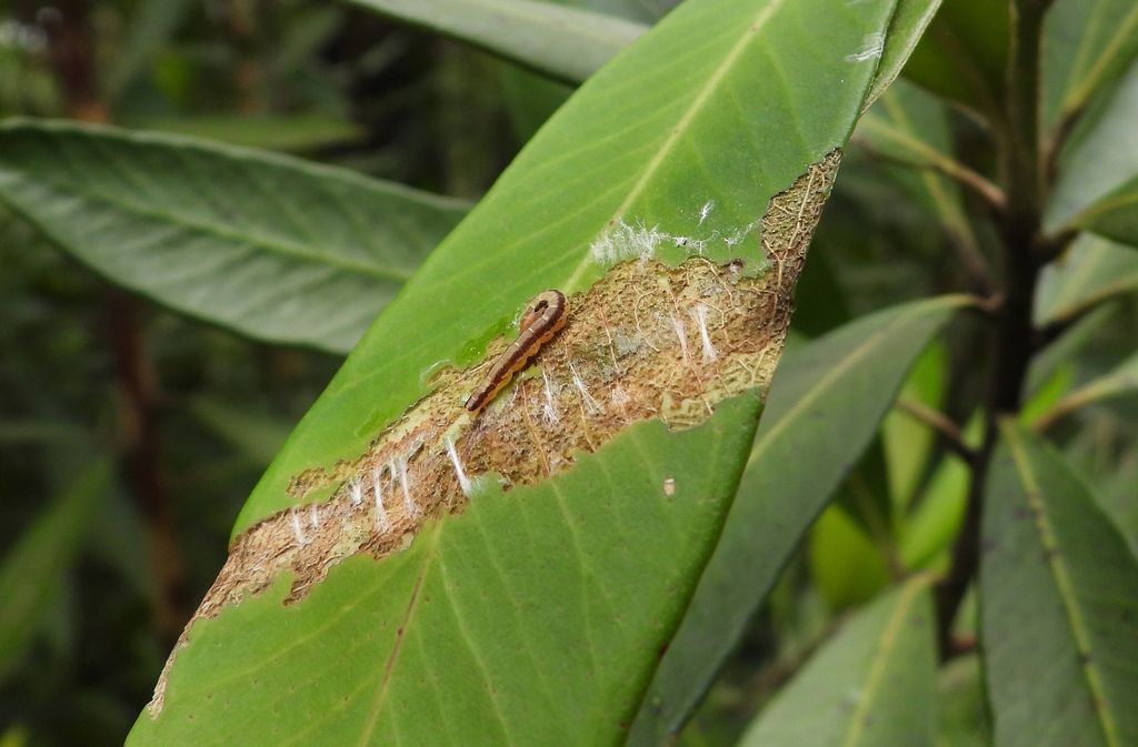 Gum Leaf Skeletonizer from Mogo NSW 2536, Australia on January 23, 2024 ...