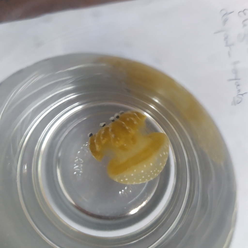 Phyllorhiza from JFJR+PHM, Klaeng, Mueang Rayong District, Rayong 21160 ...