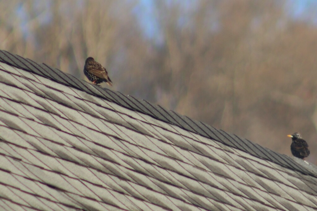 European Starling from Oil City, PA 16301, USA on February 6, 2024 at ...