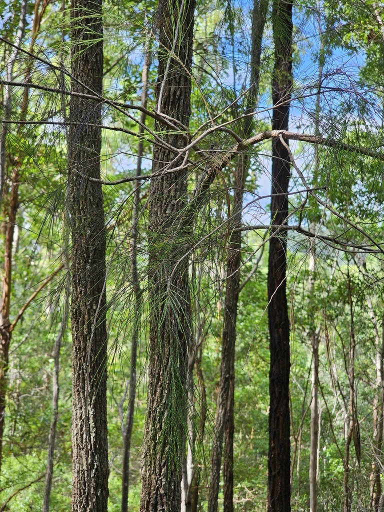 Forest sheoak from Guanaba-Springbrook, AU-QL, AU on February 6, 2024 ...
