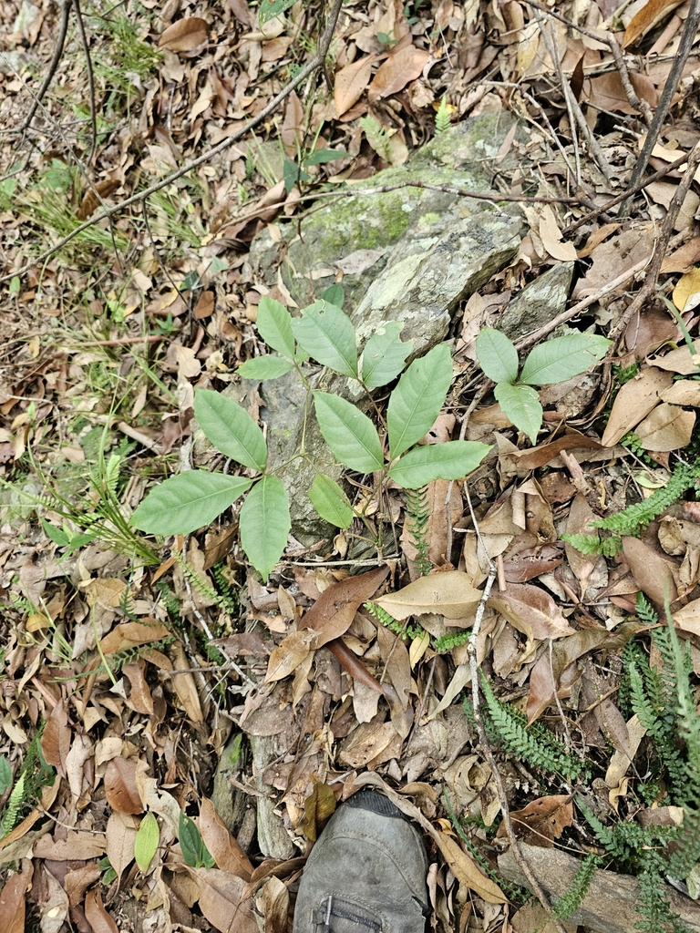 Native Grape from Advancetown QLD 4211, Australia on February 6, 2024 ...