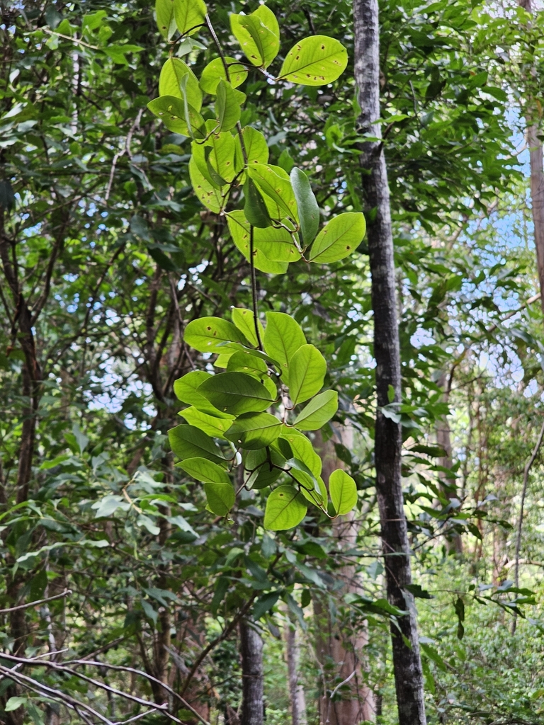 Embelia from Advancetown QLD 4211, Australia on February 6, 2024 at 09: ...