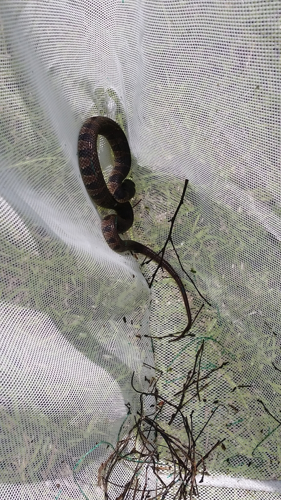 Plain-bellied Watersnake from Pearl, MS, USA on May 16, 2018 at 02:48 ...