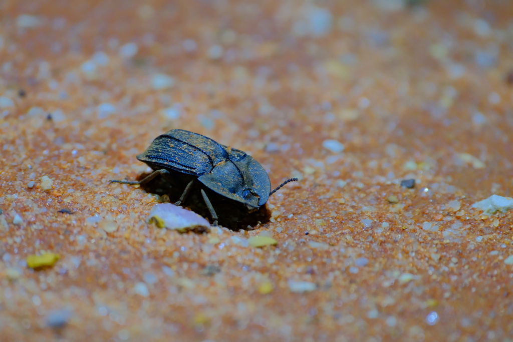 Pie-dish Beetles from Sturt, Unincorp. Far West, AU-NS, AU on February ...