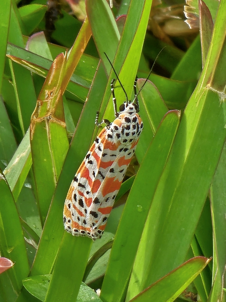 Ornate Bella Moth from Kendall, FL 33183, USA on January 26, 2024 at 10:25 AM by Everett ...