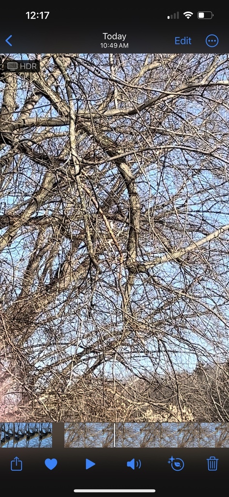 Hairy Woodpecker from Calkins Trail, Burlington, VT, US on February 6 ...