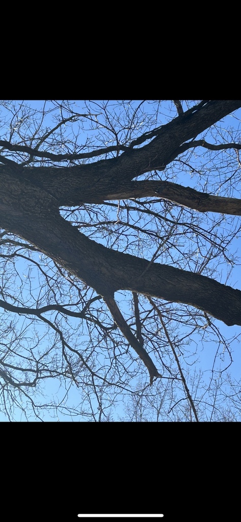White-breasted Nuthatch from Winooski River, Burlington, VT, US on ...