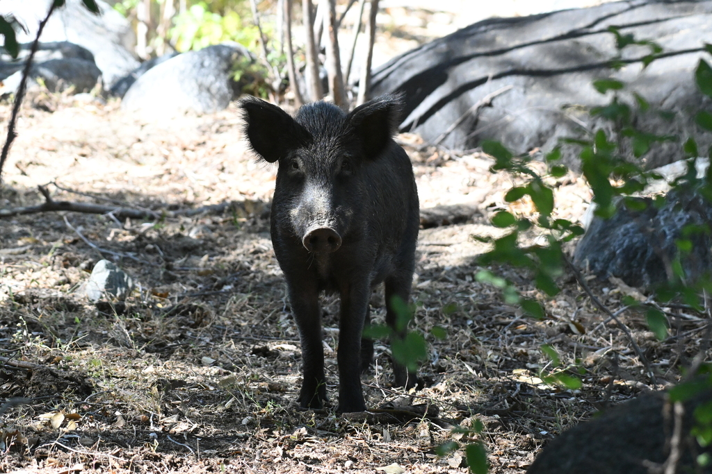 Domestic Pig from La Paz, BCS, Mexico on January 18, 2024 at 01:39 PM ...