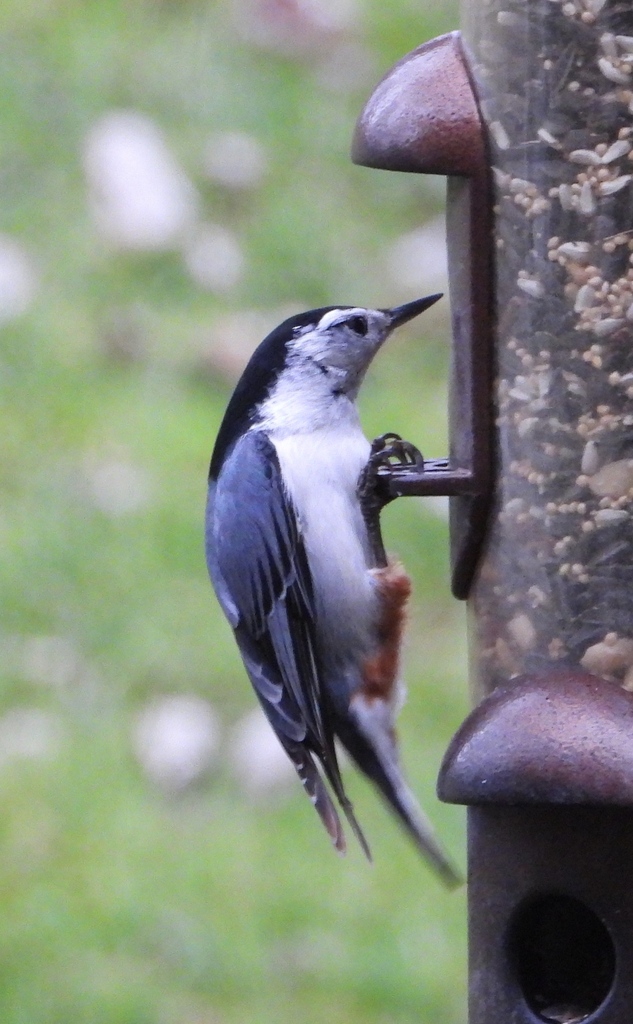 White-breasted Nuthatch from Evendale, OH, USA on January 29, 2024 at ...