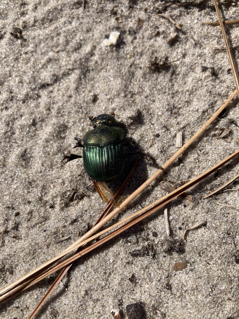 Phanaeus igneus from Phundstein Rd, Babson Park, FL, US on February 6 ...